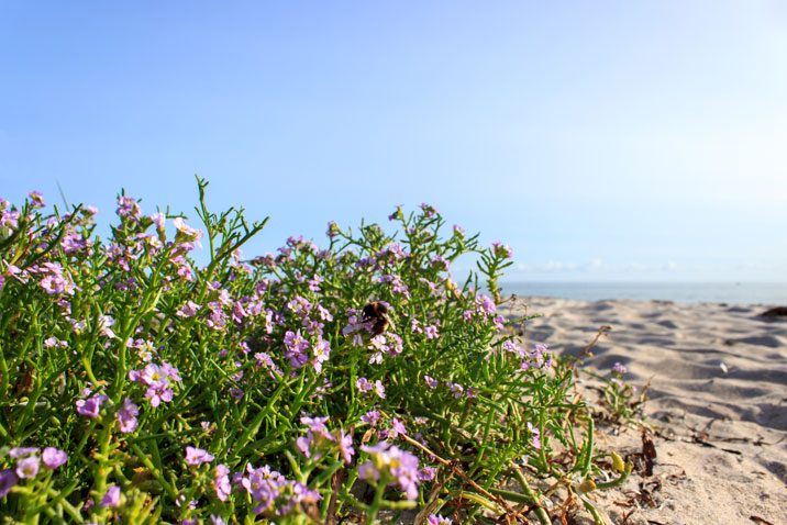 Schubystrand - Ostseekult